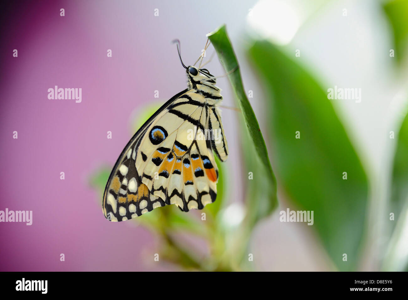 Butterfly Common Lime Butterfly (Papilio demoleus) on a leaf Stock ...