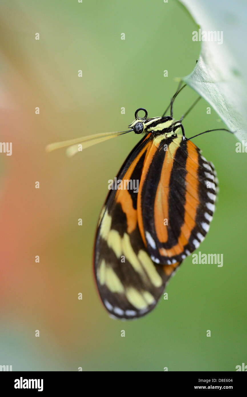 Butterfly Tiger Heliconian (Heliconius ismenius) on a leaf Stock Photo ...