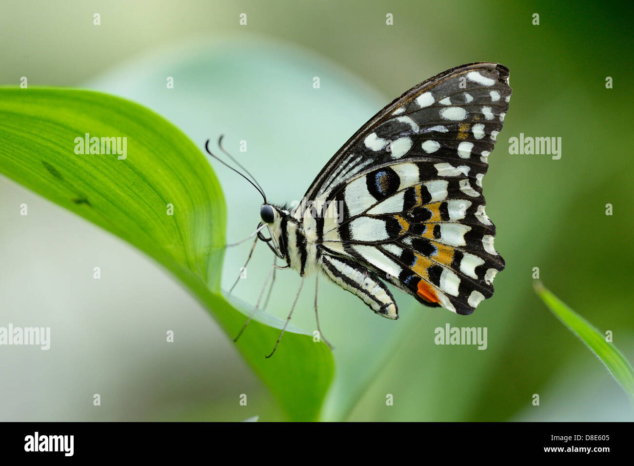 Butterfly Common Lime Butterfly (Papilio demoleus) on a leaf Stock ...