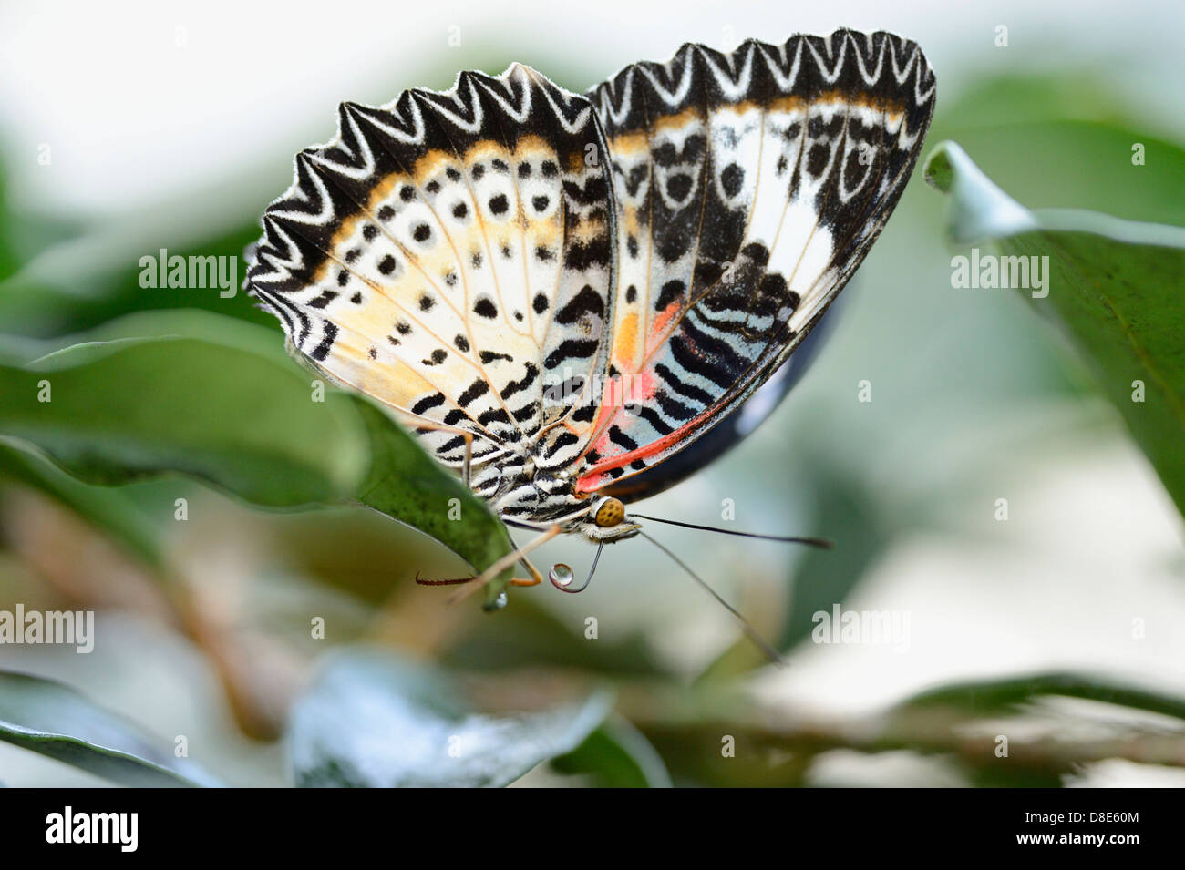 Butterfly Red Lacewing (Cethosia biblis) on a leaf Stock Photo - Alamy