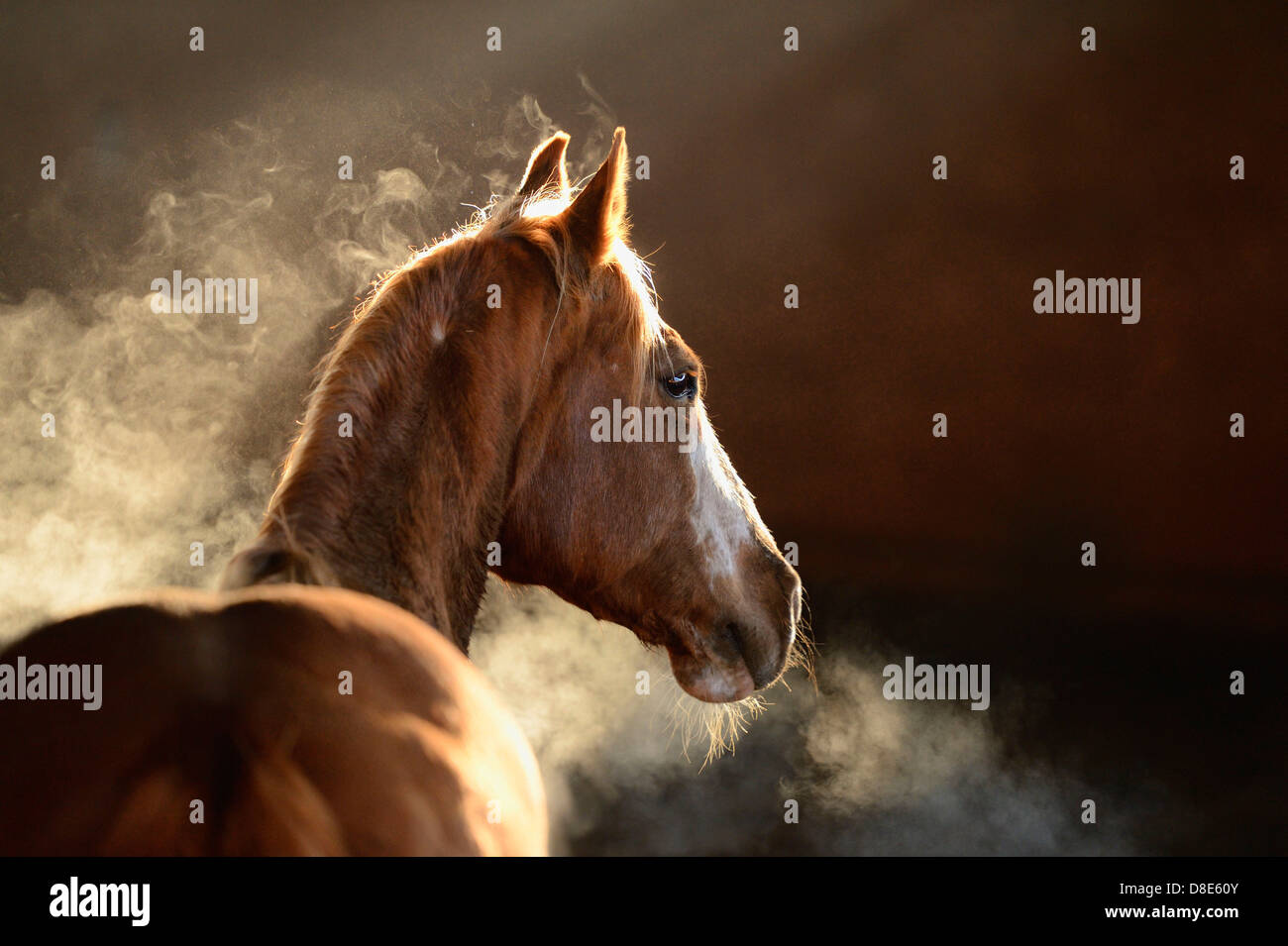 Sweating Paint Horse in a riding hall Stock Photo - Alamy