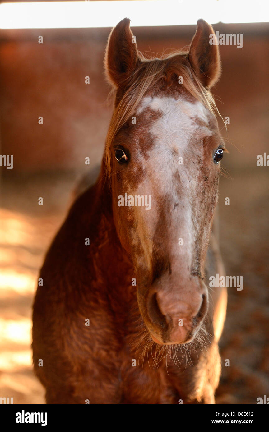 Sweating Paint Horse in a riding hall Stock Photo - Alamy