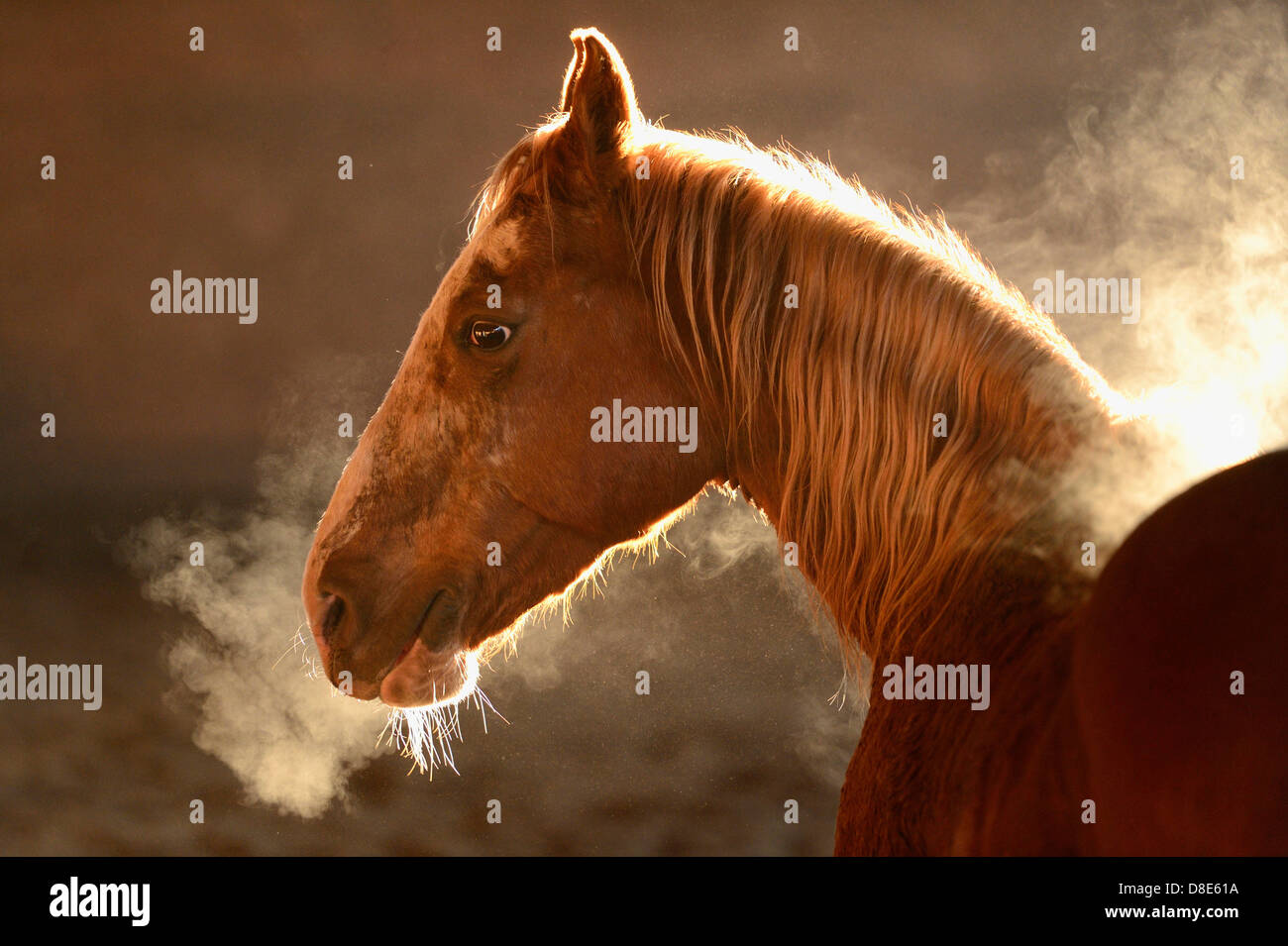 Sweat profile hi-res stock photography and images - Alamy