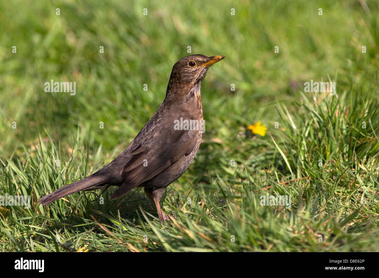 Portrait of a Song Thrush Stock Photo - Alamy