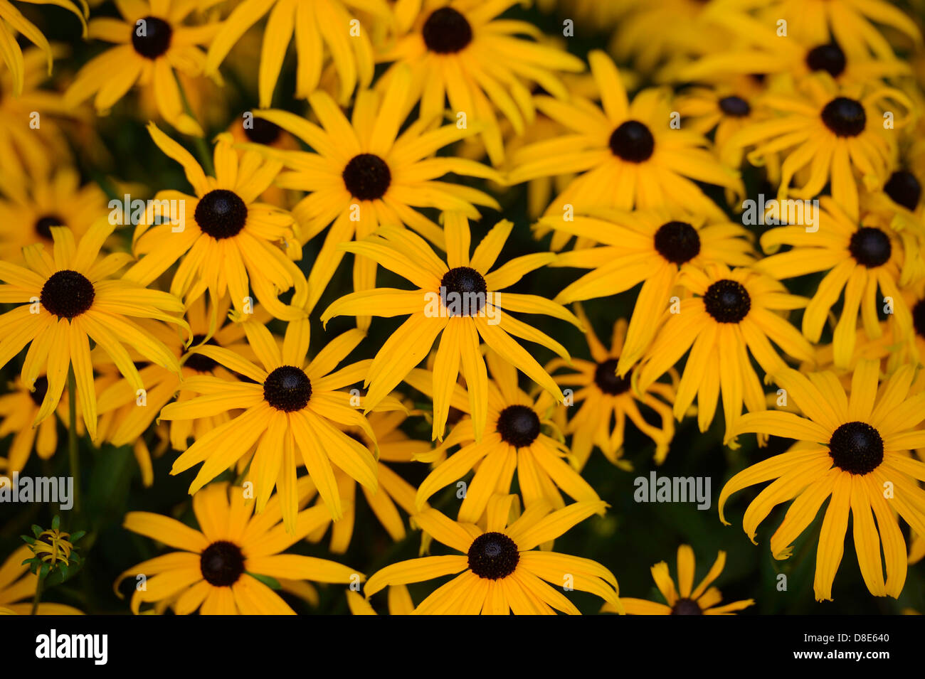 Blooming orange coneflower (Rudbeckia fulgida Stock Photo - Alamy