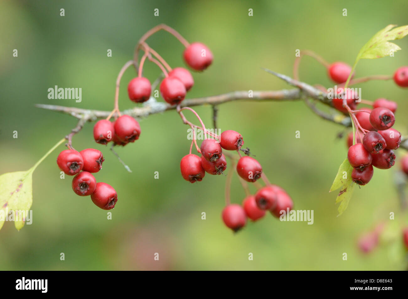 Fruit of the common hawthorn (Crataegus monogyna Stock Photo - Alamy