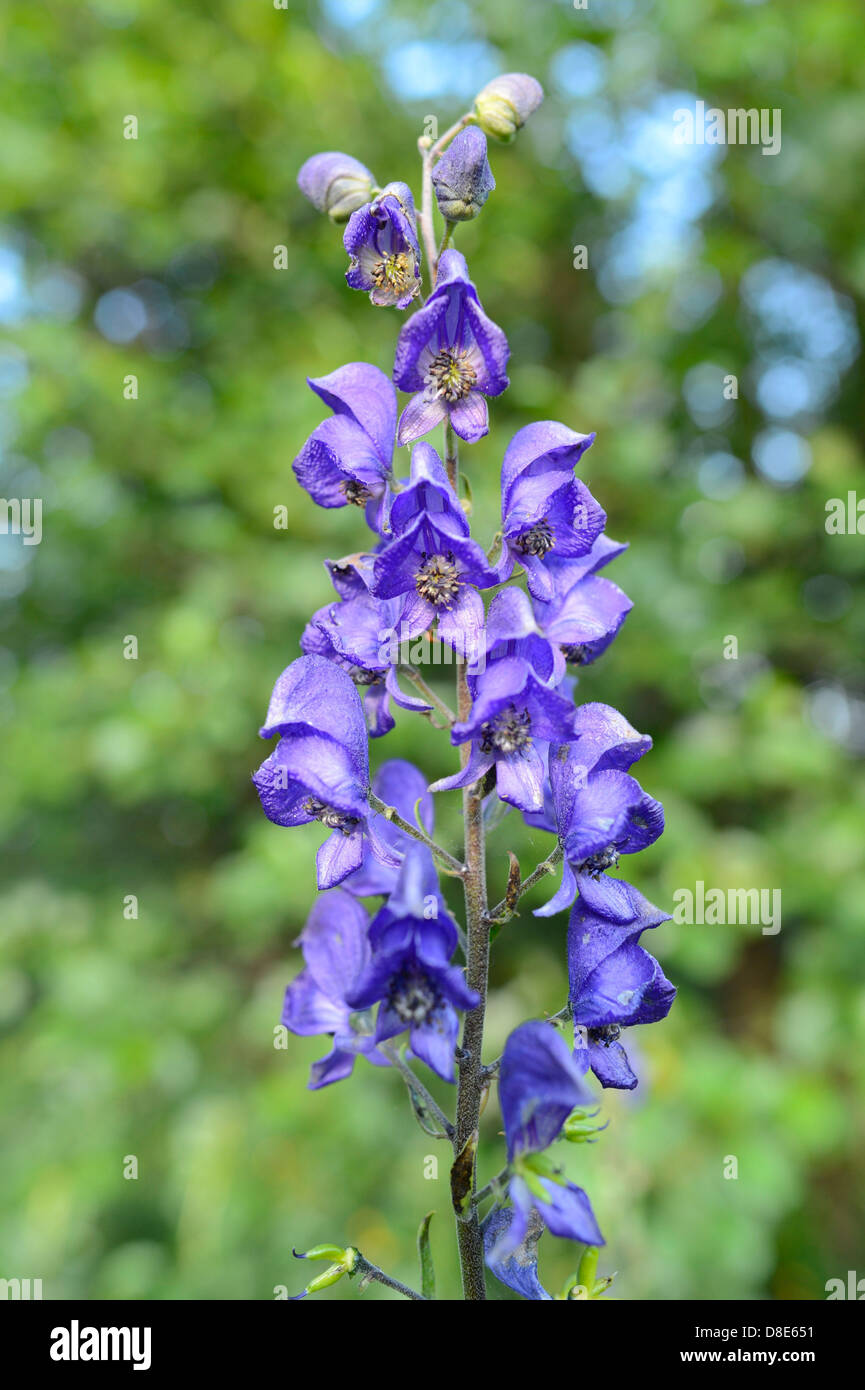 Blooming Delphinium elatum Stock Photo - Alamy