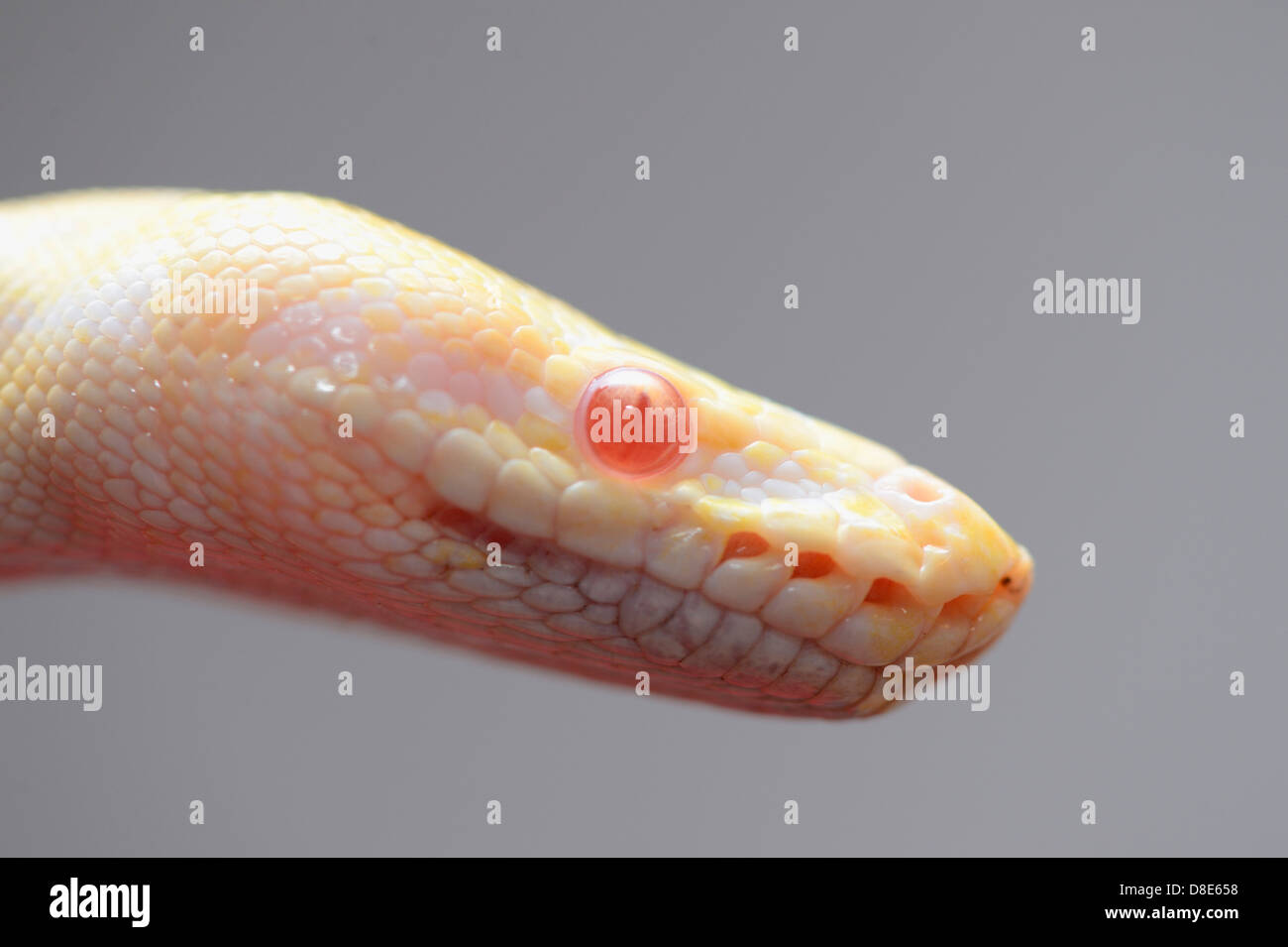 Burmese Python (Python molurus bivittatus), Albino Stock Photo - Alamy