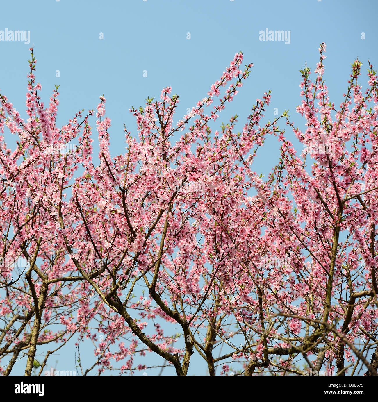 Peach land hi-res stock photography and images - Alamy