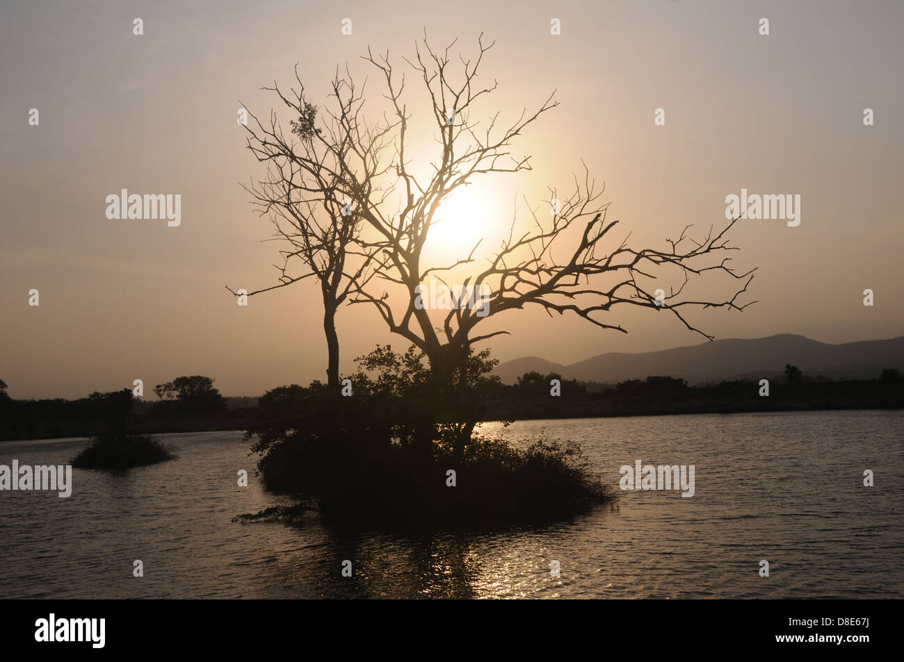 A tree in middle of the lake Stock Photo - Alamy