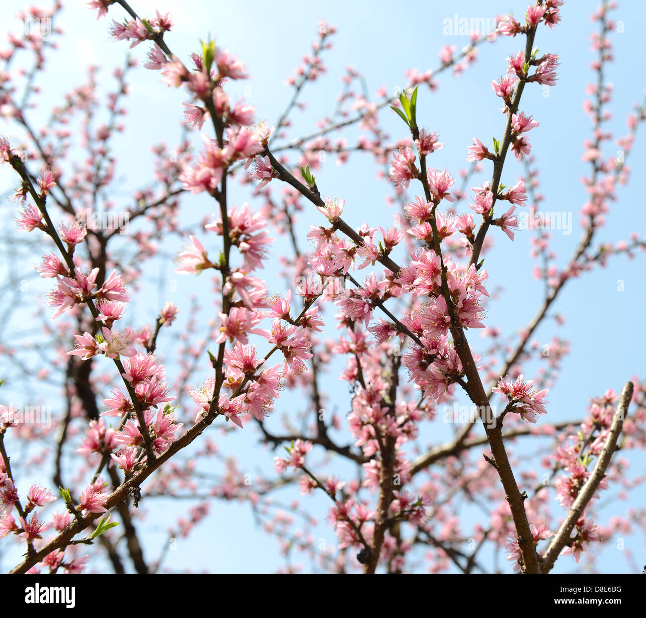 Peach flower blooming Stock Photo - Alamy
