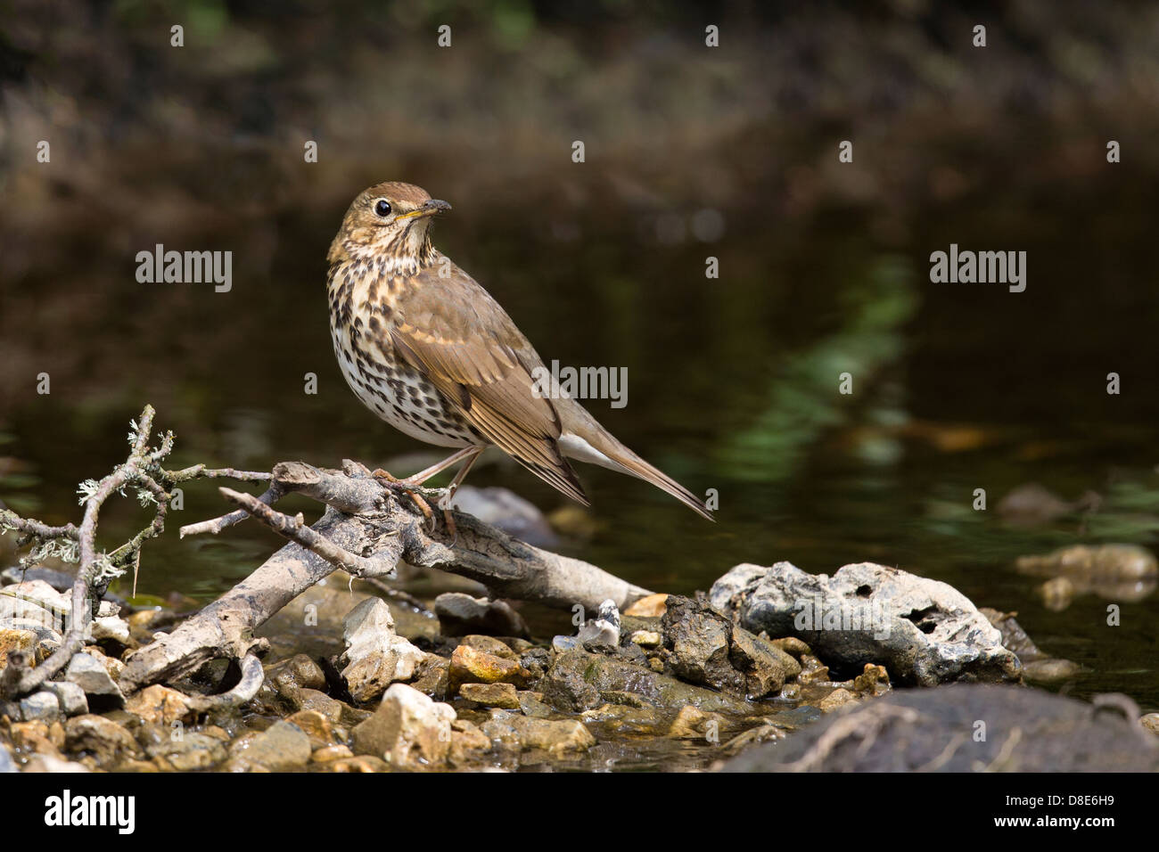 Thrush hi-res stock photography and images - Alamy
