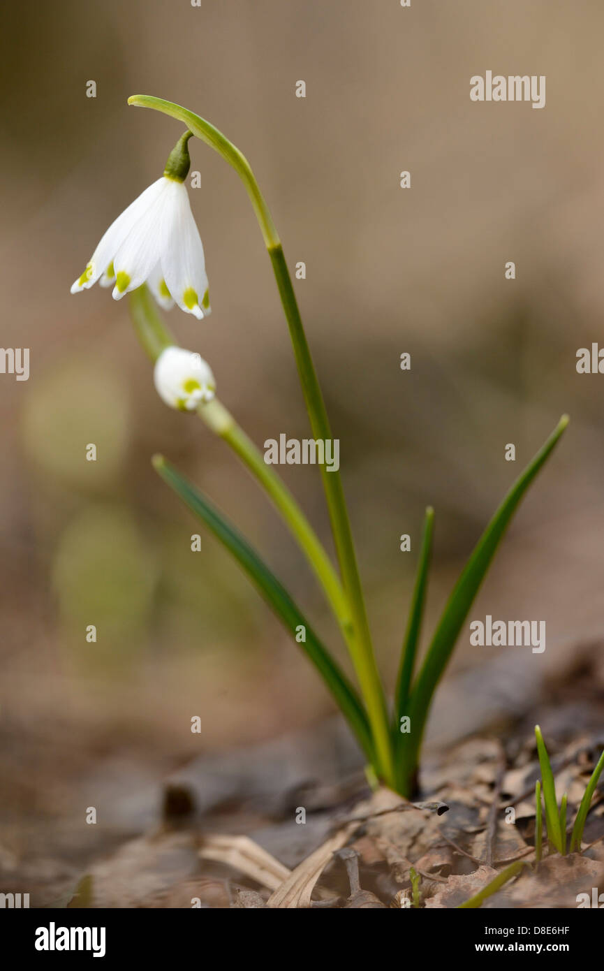 Spring snowflake hi-res stock photography and images - Alamy