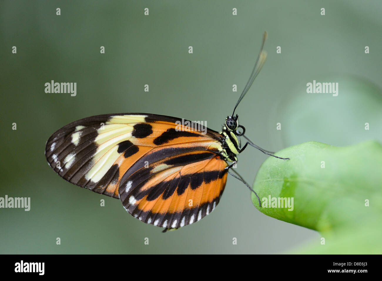 Butterfly Tiger Heliconian (Heliconius ismenius) on a leaf Stock Photo ...