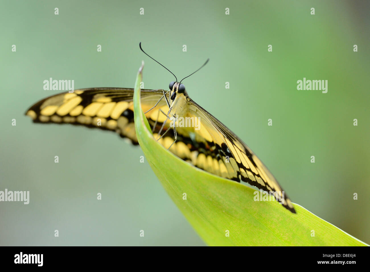 Western swallowtail butterfly hi-res stock photography and images - Alamy