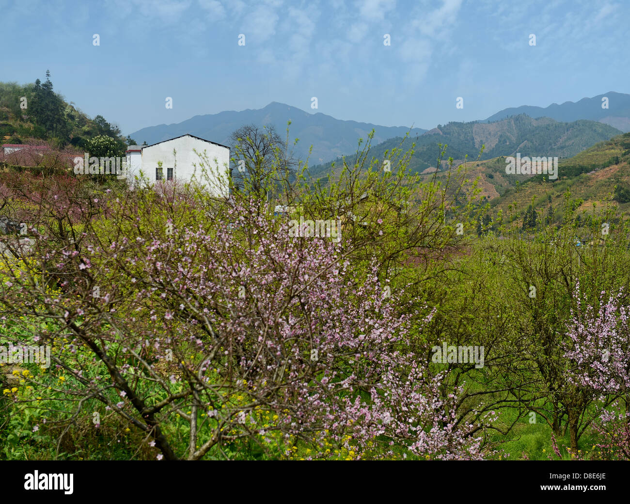 Peach flower blooming Stock Photo - Alamy