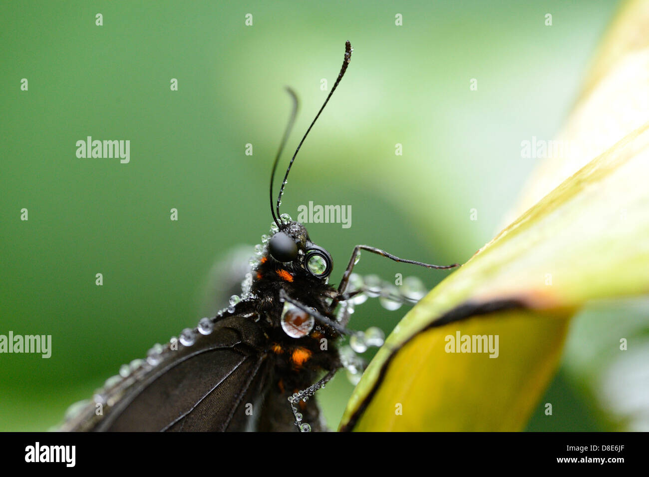 Cattleheart butterfly hi-res stock photography and images - Alamy