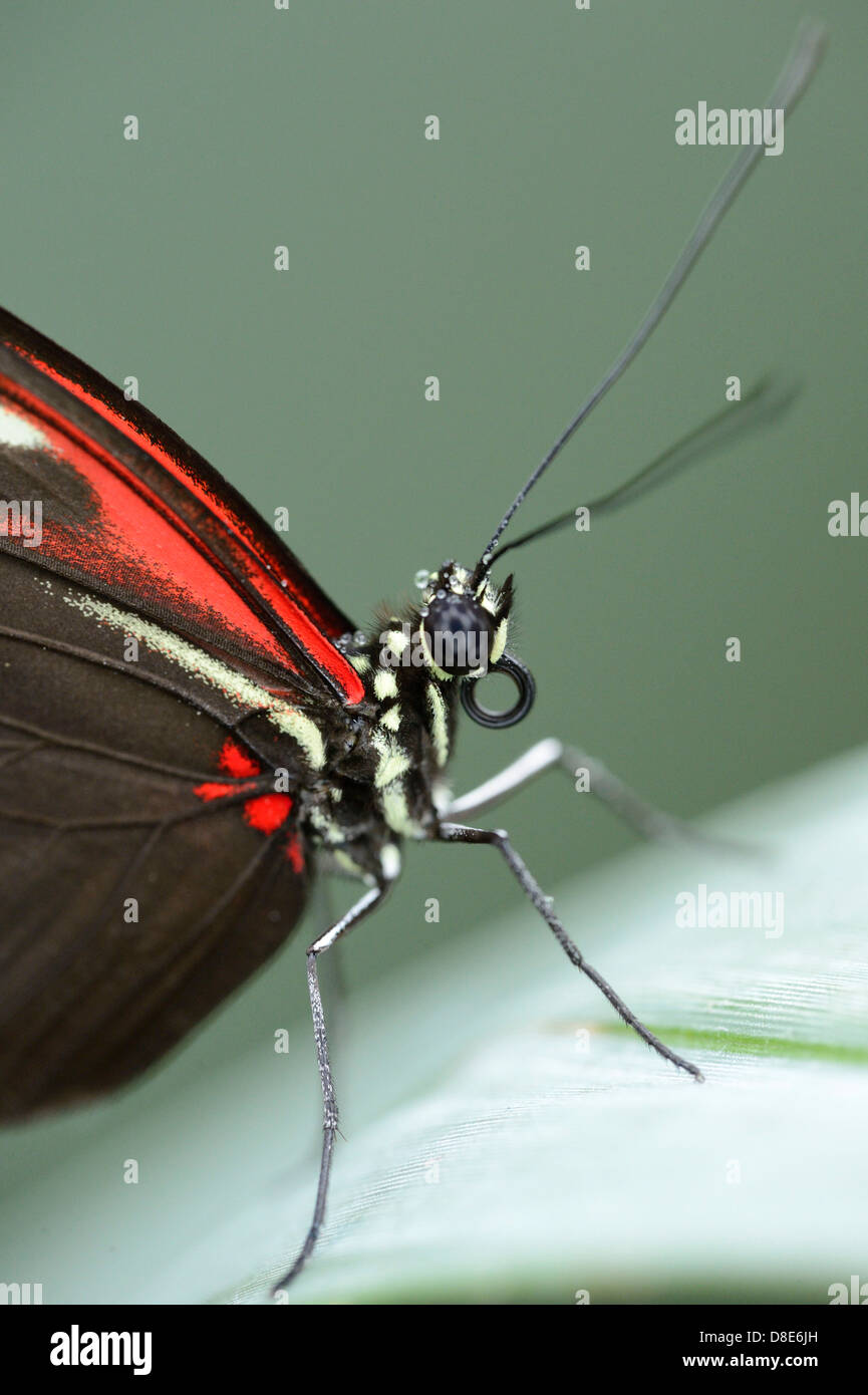 Doris longwing butterfly doris butterfly hi-res stock photography and ...