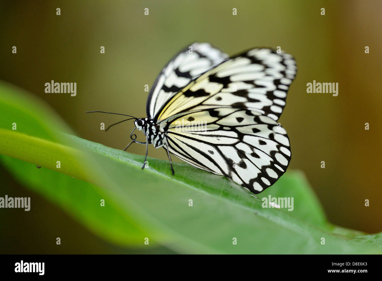 Butterfly Large Tree Nymph (Idea leuconoe) on a leaf Stock Photo - Alamy