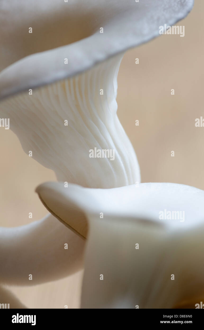 Close-up of Pleurotus ostreatus, oyster mushrooms Stock Photo - Alamy