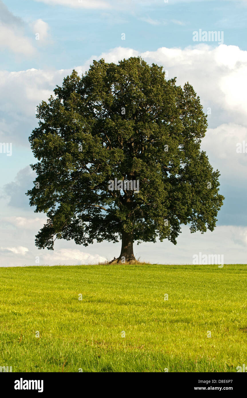 Oak tree, Vogelsberg, Hesse, Germany, Europe Stock Photo - Alamy