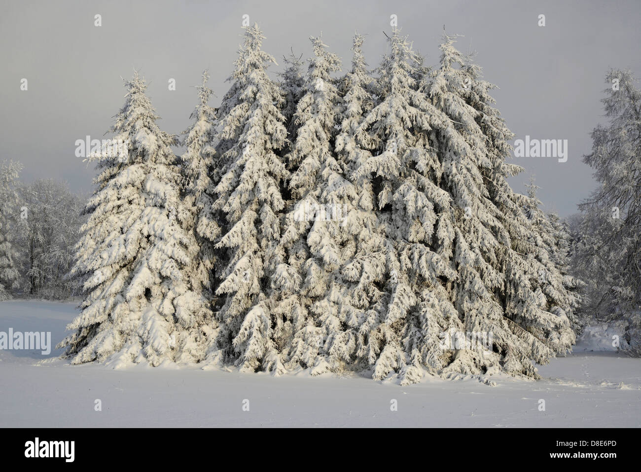 Fir snow germany hi-res stock photography and images - Alamy
