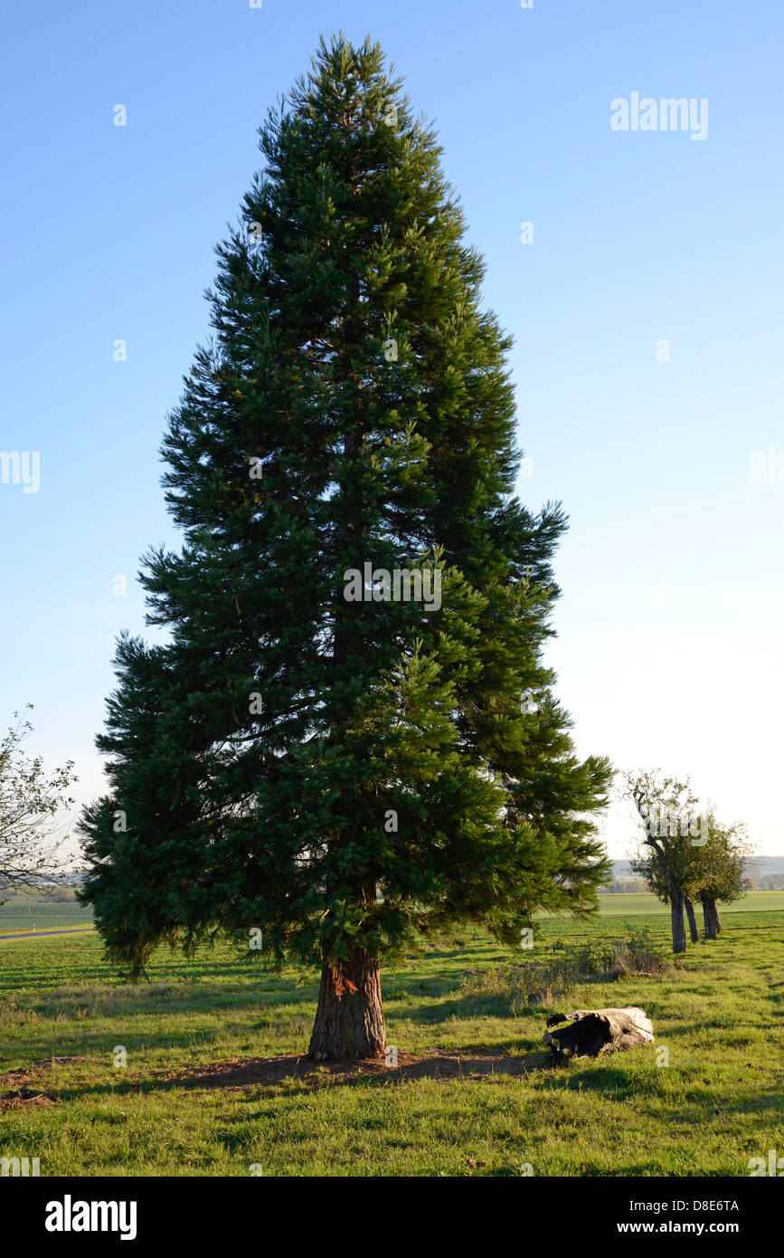 Sequoioideae hi-res stock photography and images - Alamy
