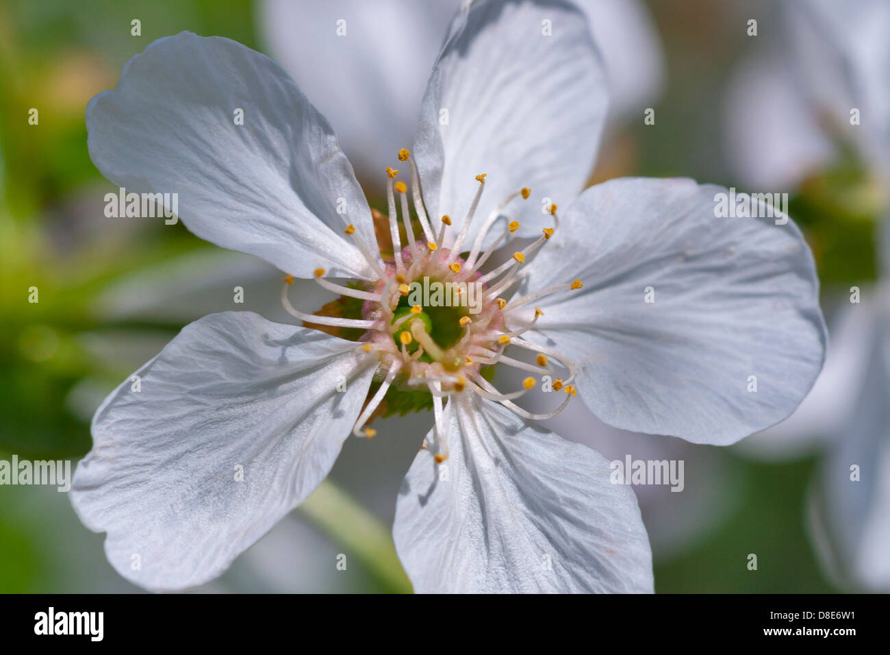 single cherry blossom flower macro Stock Photo - Alamy