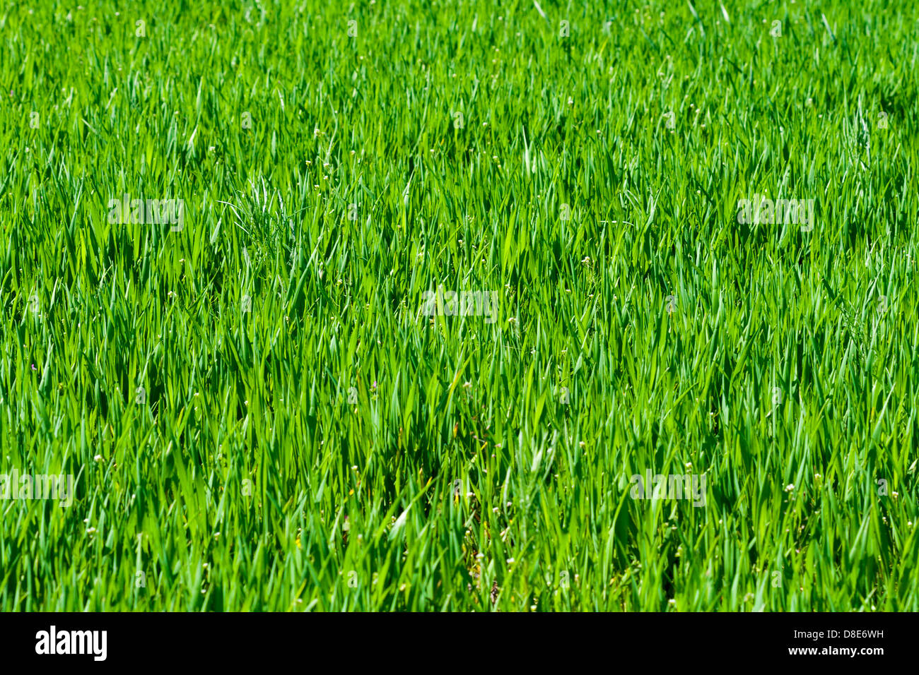 green wheat field spring background Stock Photo - Alamy