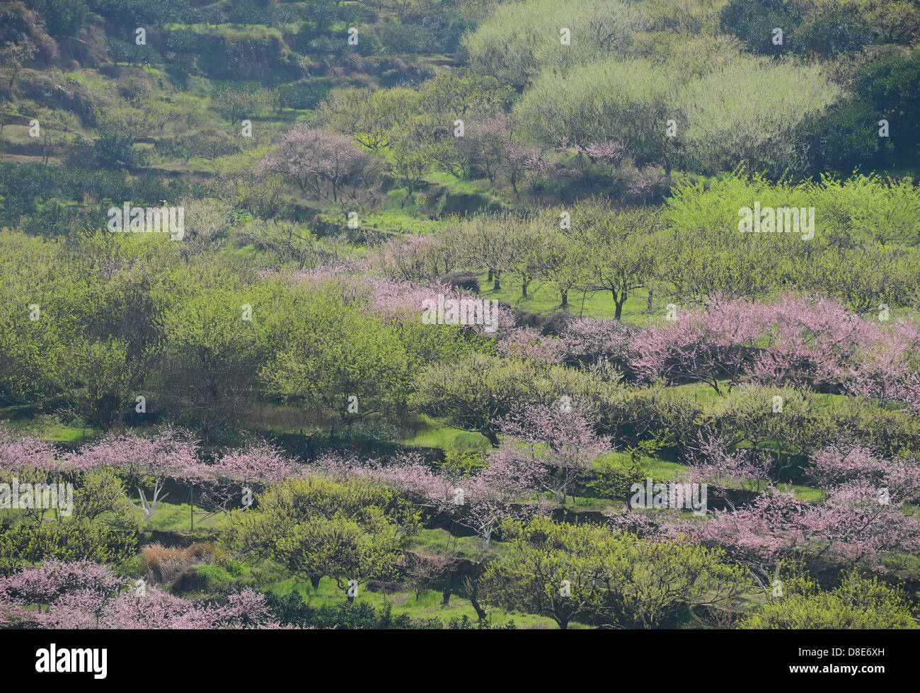 Peach flower blooming Stock Photo - Alamy