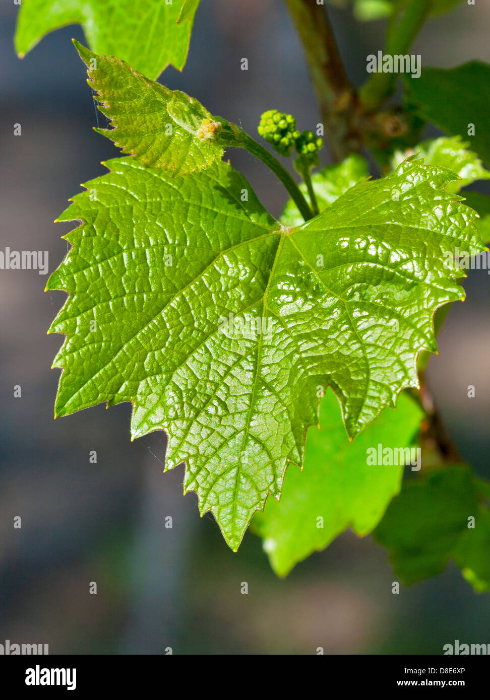 Grape vine blossom hi-res stock photography and images - Alamy