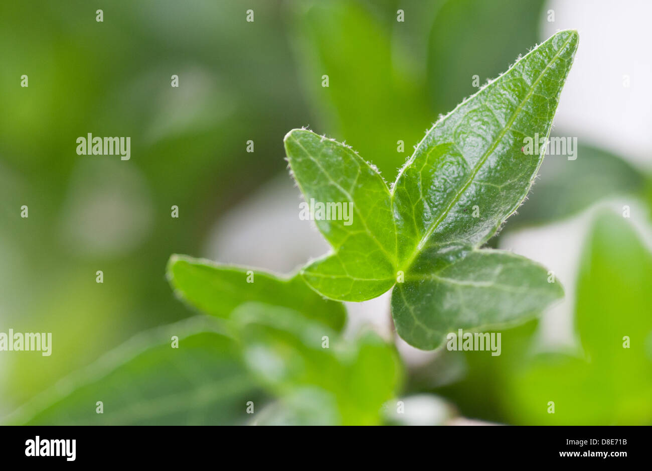Spring offshoot hi-res stock photography and images - Alamy