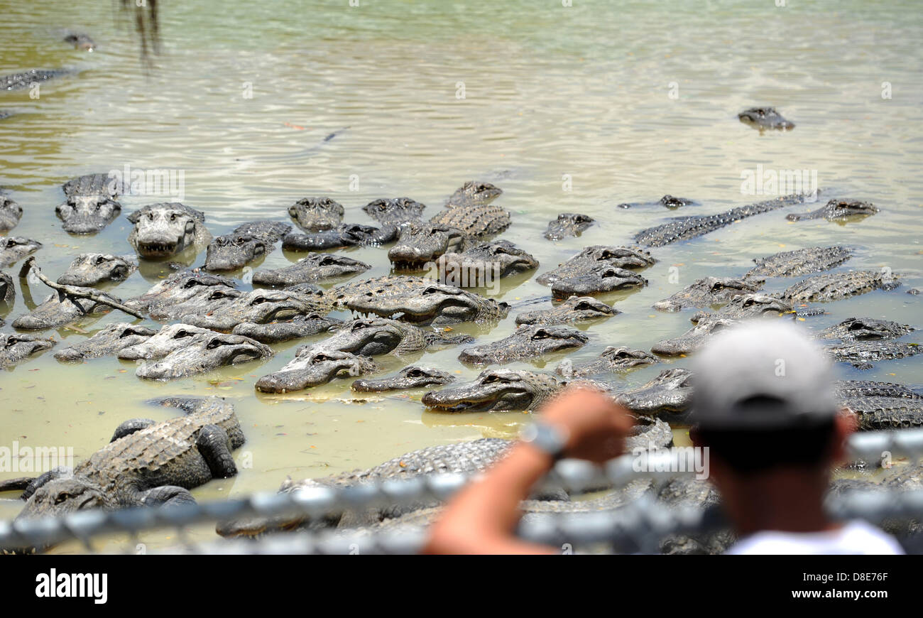 Tourists visit an alligator farm at the Everglades National Park and ...