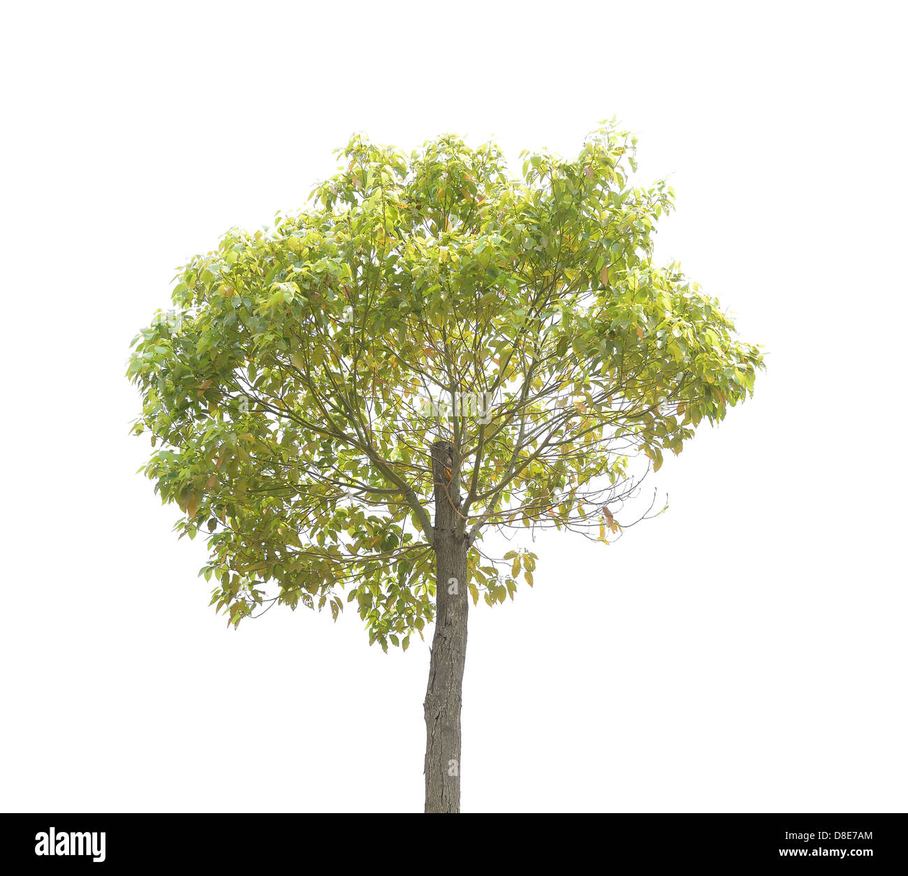 Green trees isolated on white Stock Photo - Alamy