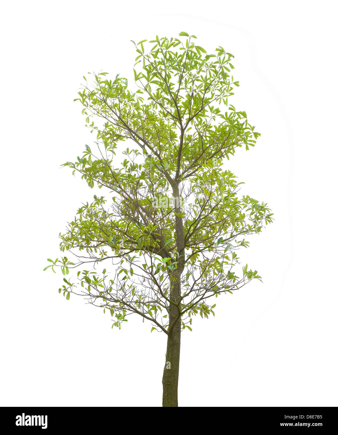 Green trees isolated on white Stock Photo - Alamy