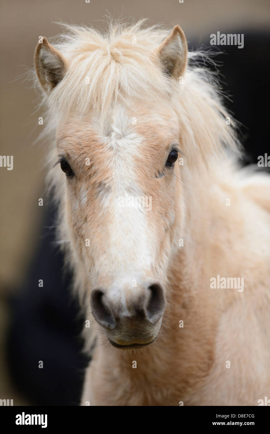 Close pony hi-res stock photography and images - Alamy