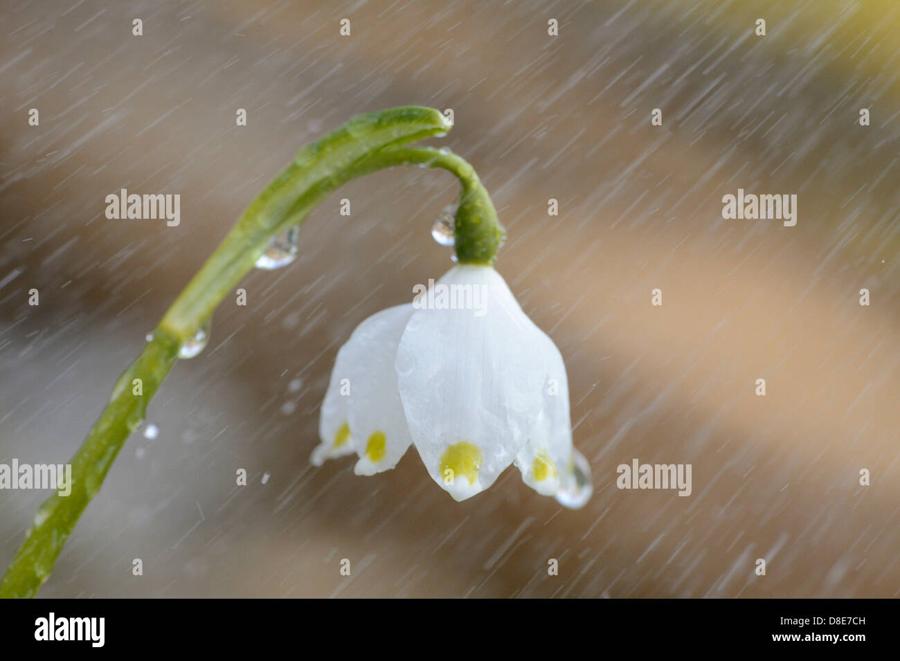 Rain, spring rain europe hi-res stock photography and images - Alamy