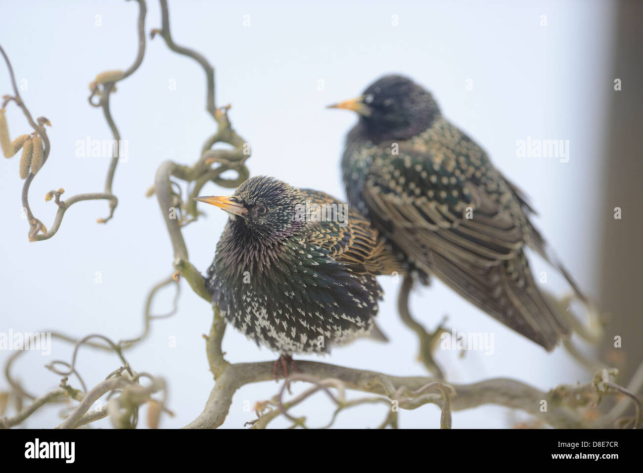 Sturnus Vulgaris Stock Photos & Sturnus Vulgaris Stock Images - Alamy