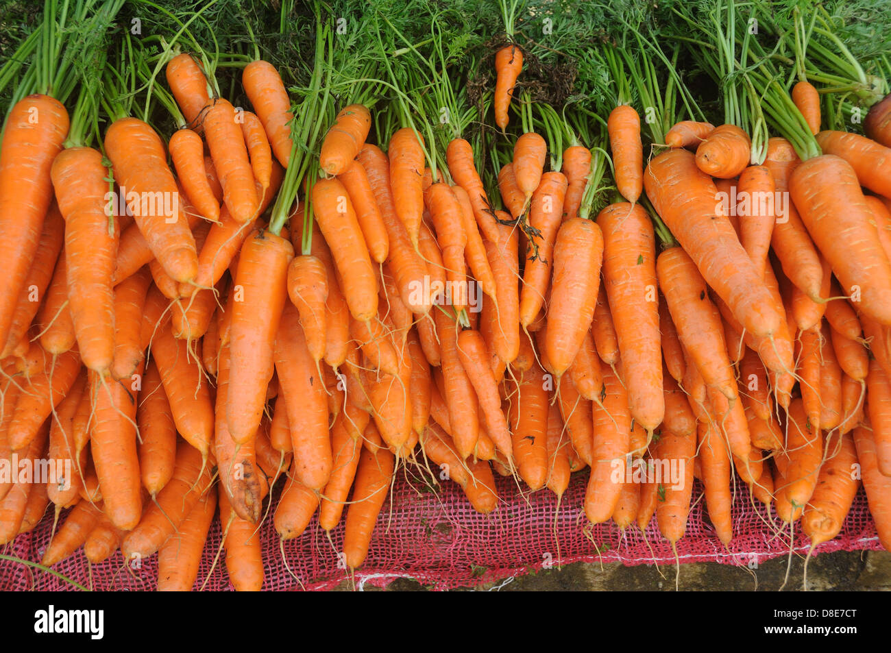 Carrot varieties hi-res stock photography and images - Alamy