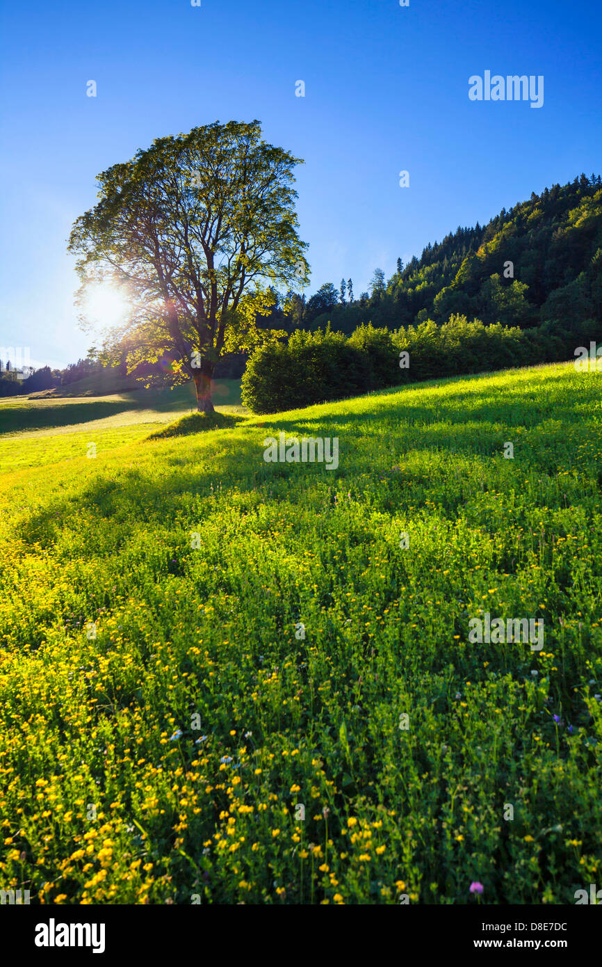 Maple tree in meadow hi-res stock photography and images - Alamy
