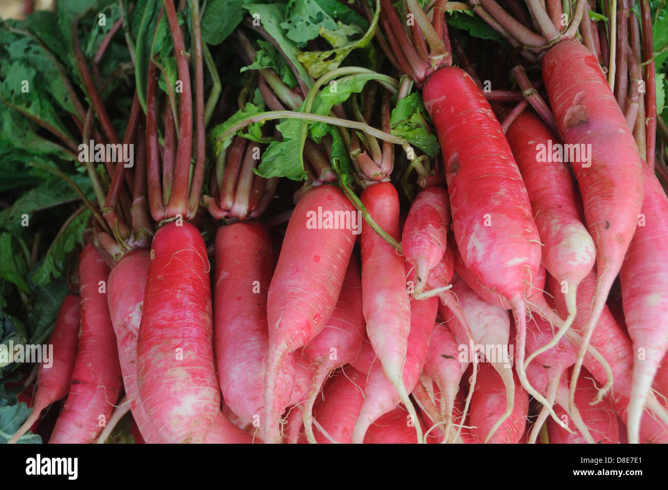 Radish varieties hi-res stock photography and images - Alamy