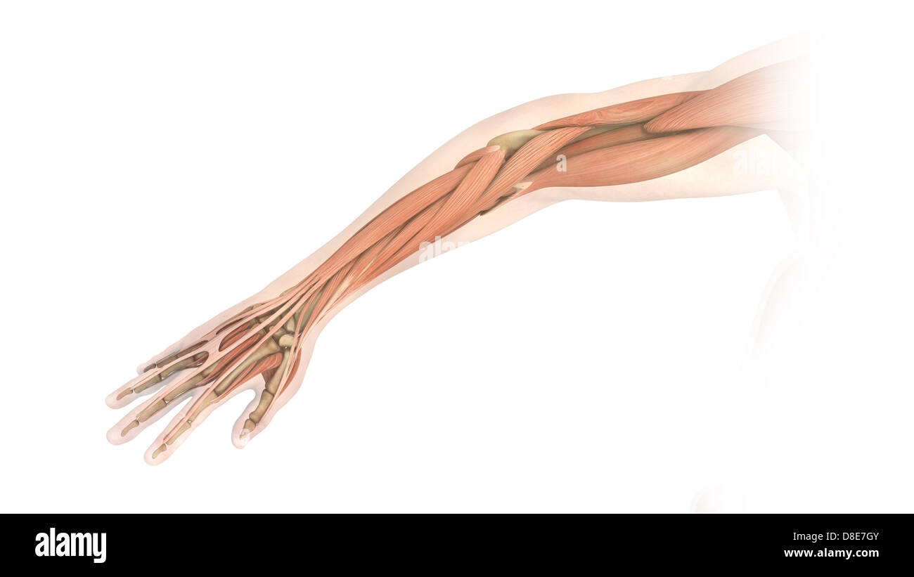 Illustration of an arm Stock Photo - Alamy