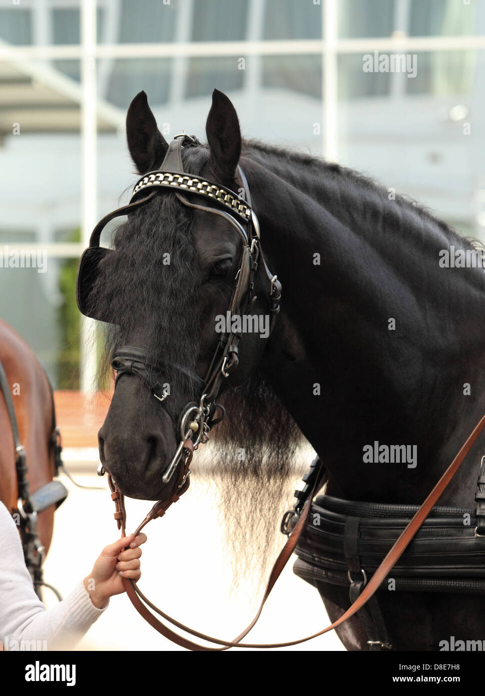 Shire stallion hi-res stock photography and images - Alamy
