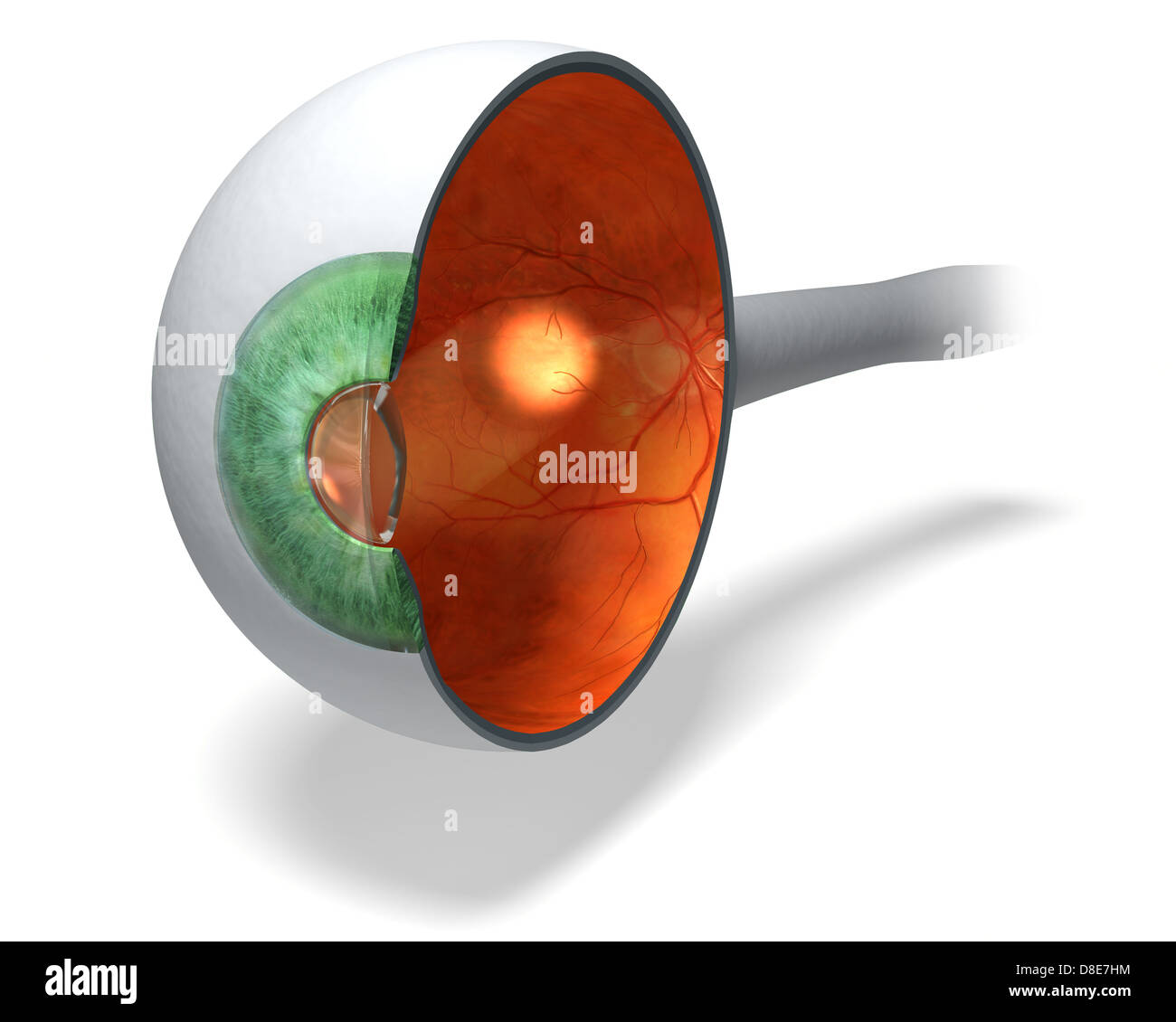 Eye cross section illustration hi-res stock photography and images - Alamy