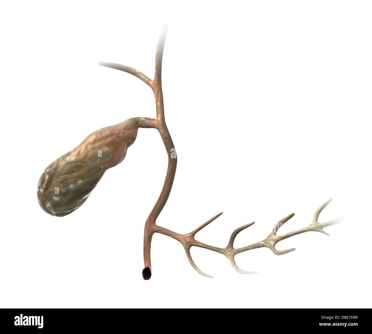 Gallbladder hi-res stock photography and images - Alamy