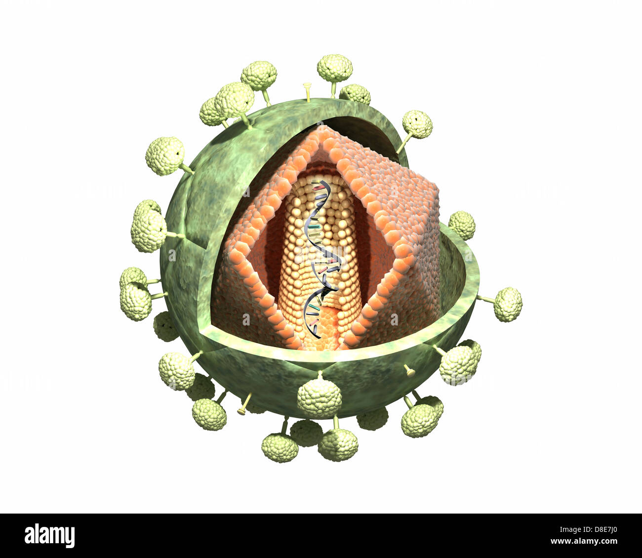 Illustration of a HI virus Stock Photo - Alamy