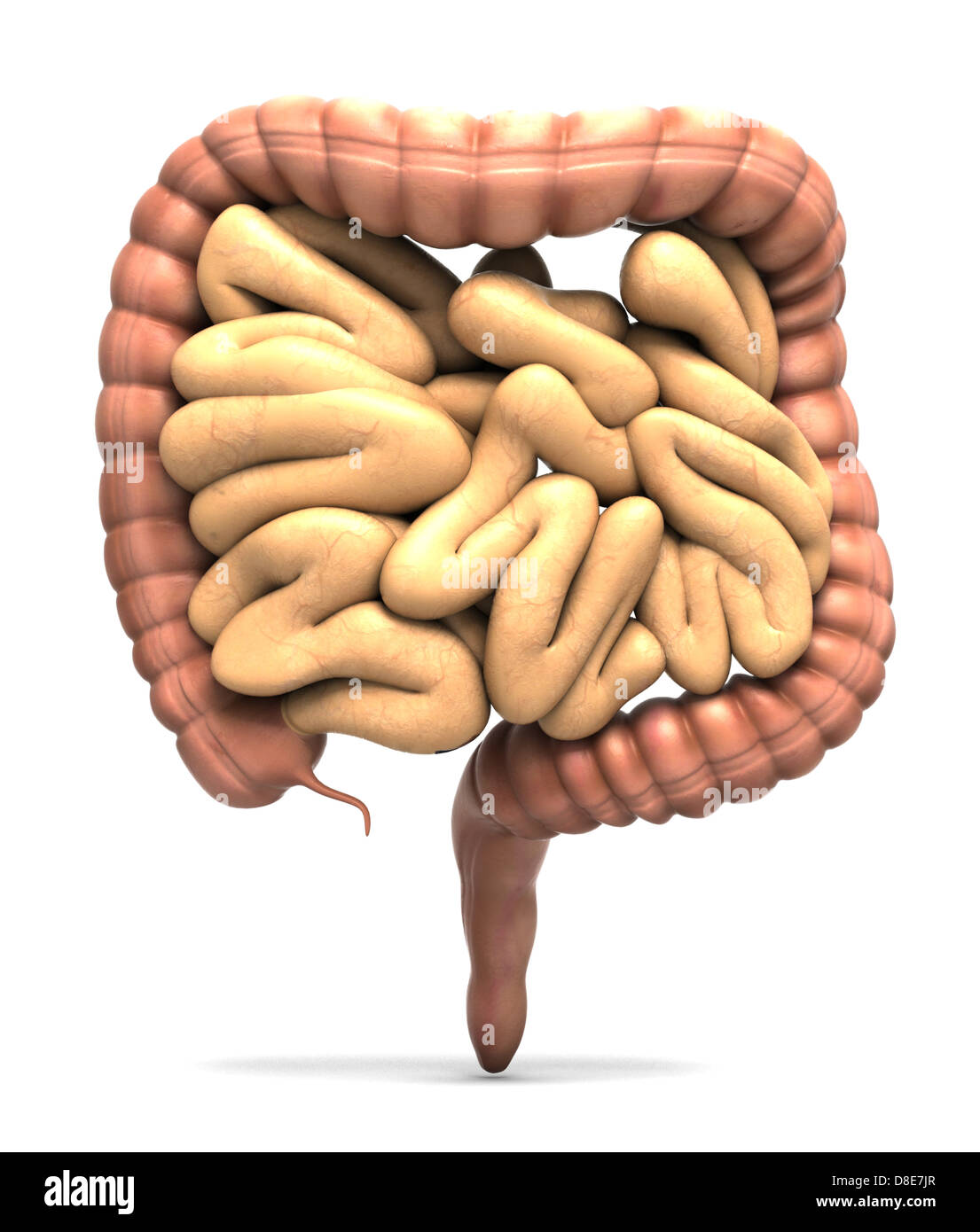 Intestine Cut Out Stock Images & Pictures - Alamy