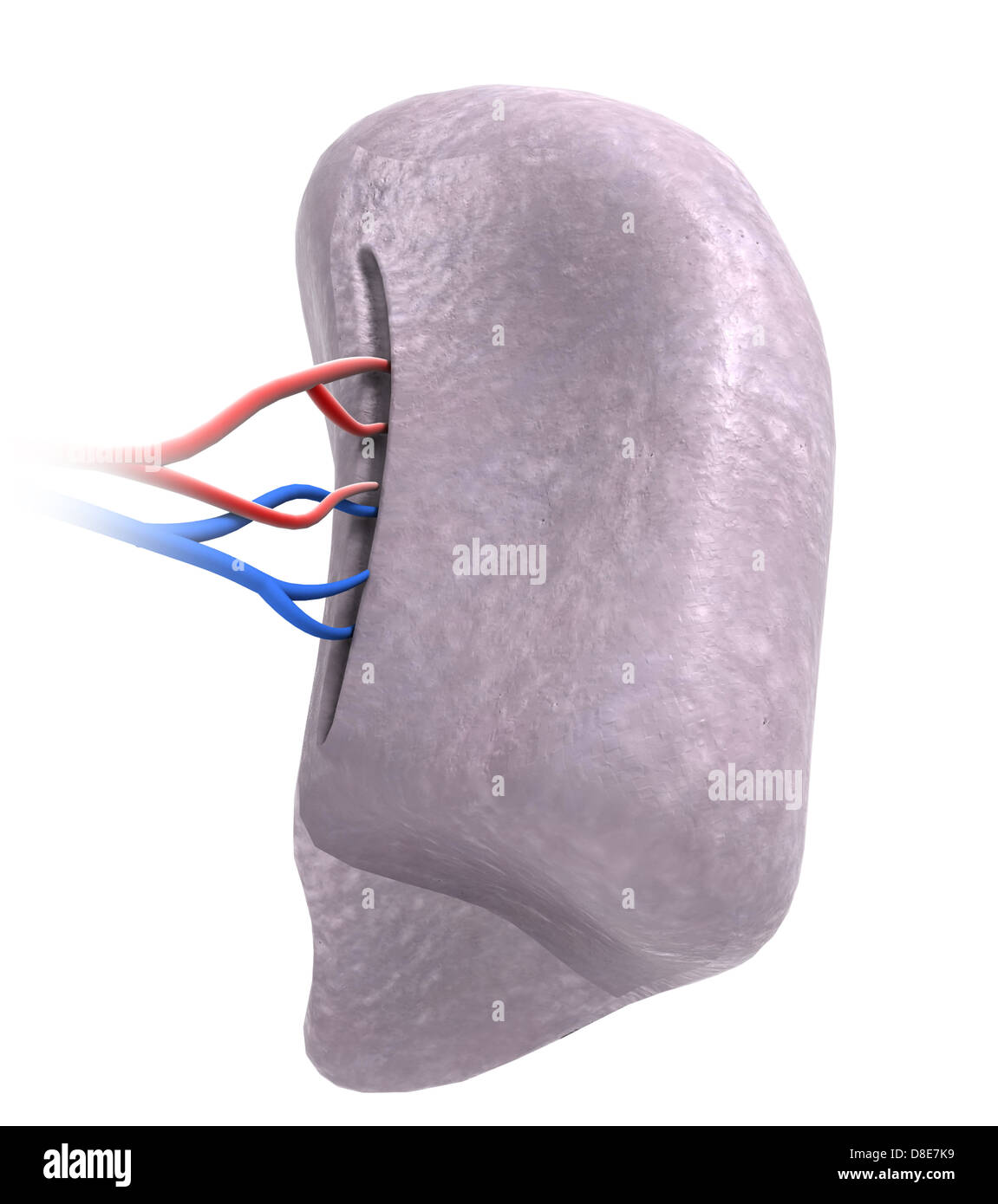 Human organ spleen color hi-res stock photography and images - Alamy