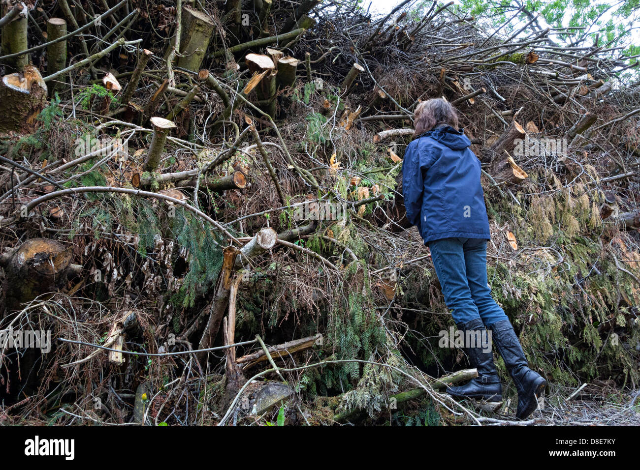 Woman looking at a stock pile of pine forest trees, Chiemgau, Upper ...