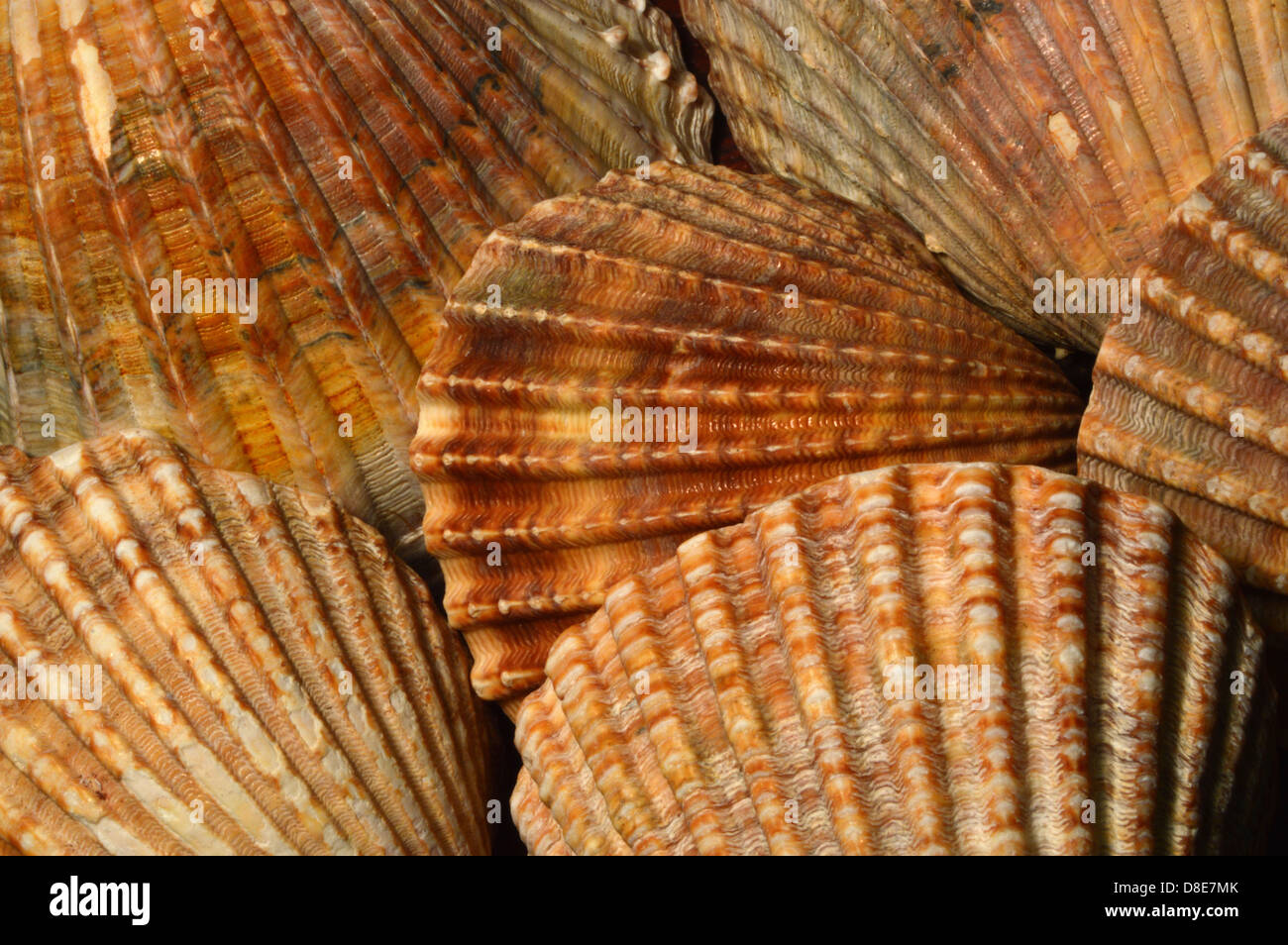 Cockle Shell Fans Stock Photo - Alamy